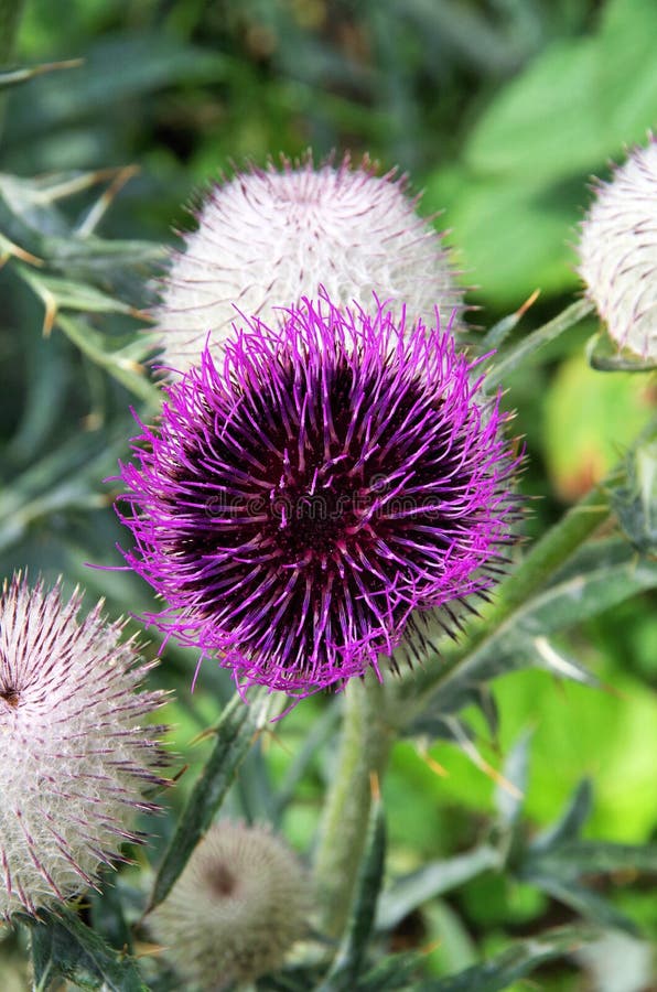 Alpine Distel stockbild. Bild von alpen, leben, blumen - 33388241
