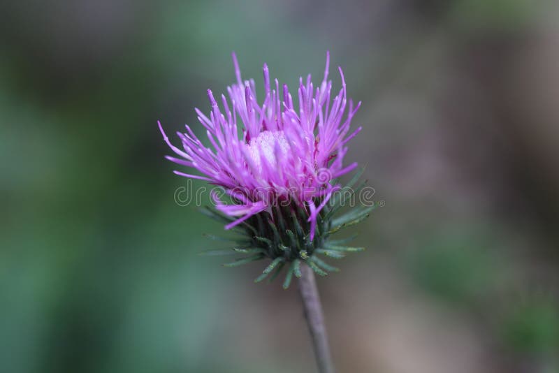 Alpine Distel (Carduus Defloratus) Stockfoto - Bild von umgebung, schön ...