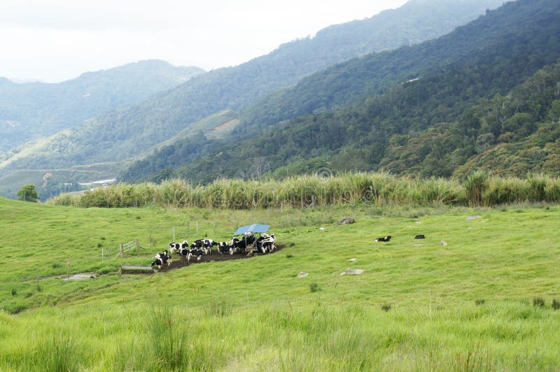 Alpine farm stock image. Image of alpine, plant, grass - 74432939