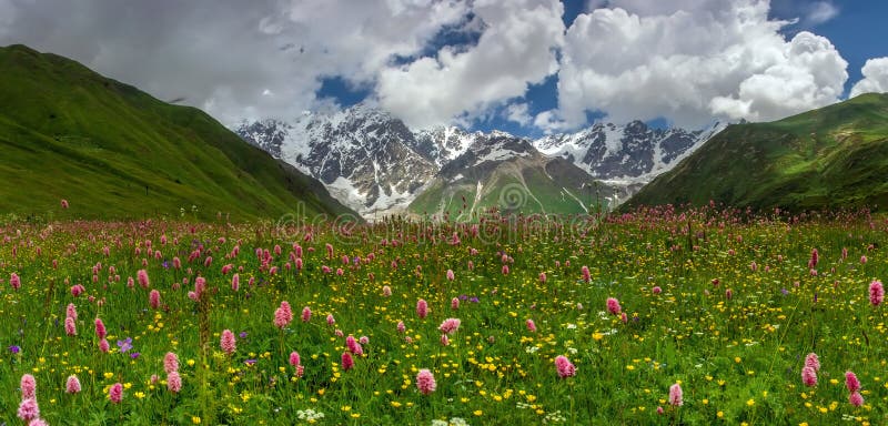 Alpine field stock photo. Image of flowers, meadow, range - 42386434