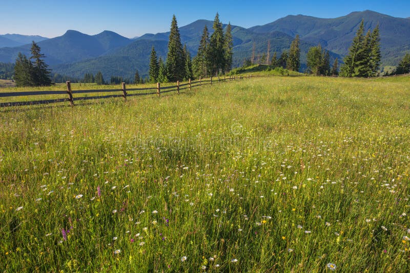 The Alpine Fields Grow Beautiful Spring Stock Photo - Image of floral ...