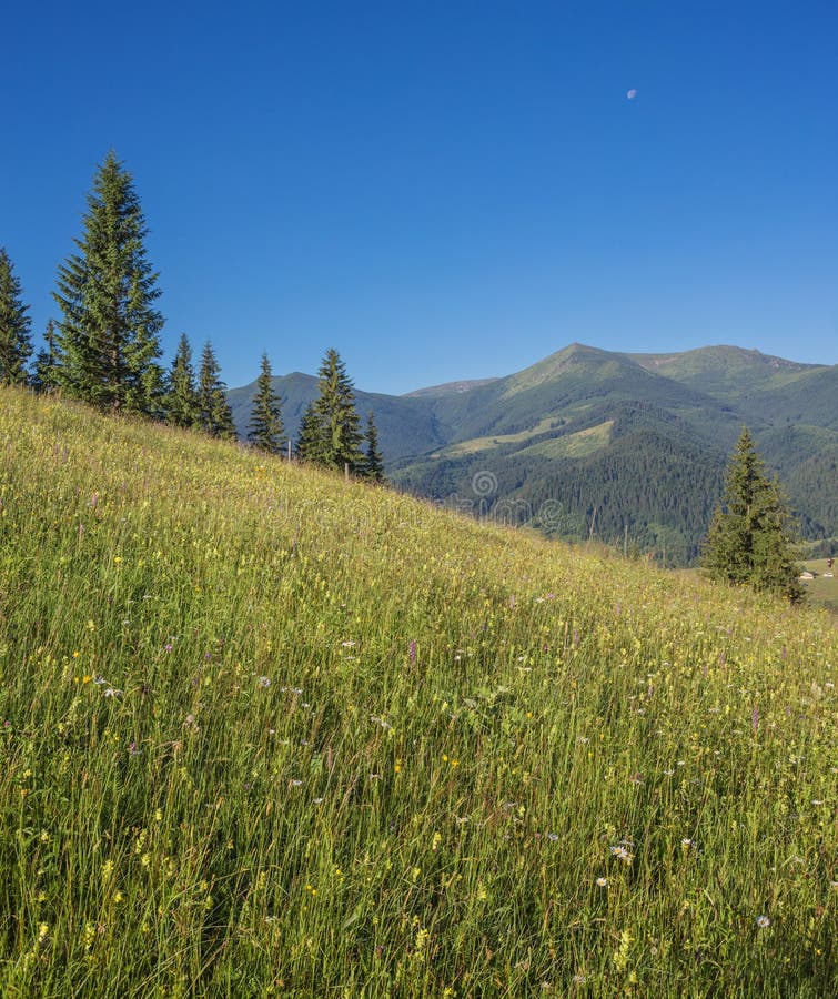 The Alpine Fields Grow Beautiful Spring Stock Photo - Image of easter ...