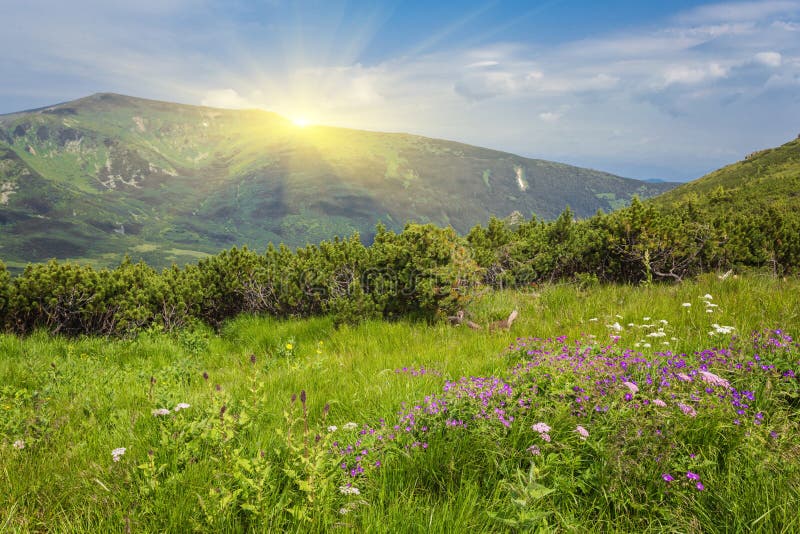 The Alpine Fields Grow Beautiful Spring Stock Photo - Image of garden ...