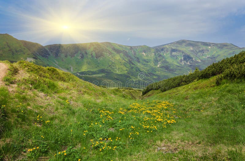 The Alpine Fields Grow Beautiful Spring Stock Photo - Image of meadow ...