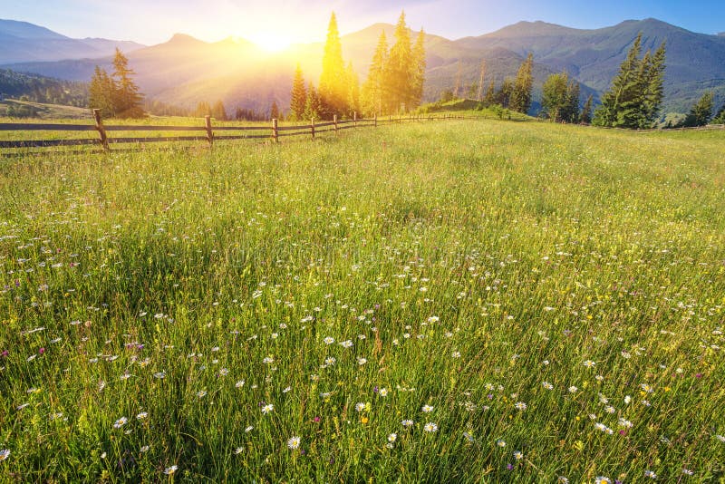 The Alpine Fields Grow Beautiful Spring Stock Photo - Image of green ...