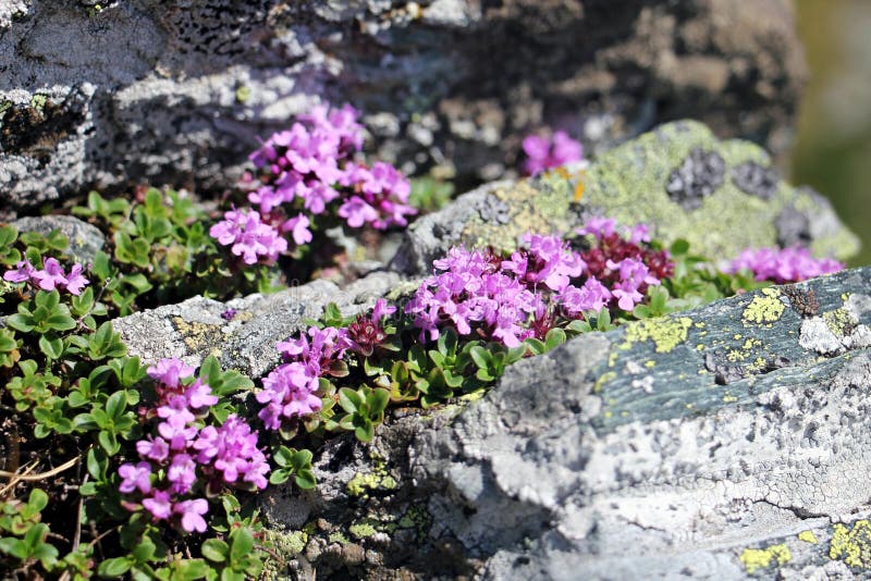 Alpine flora stock image. Image of mountains, herb, bellis - 97189599