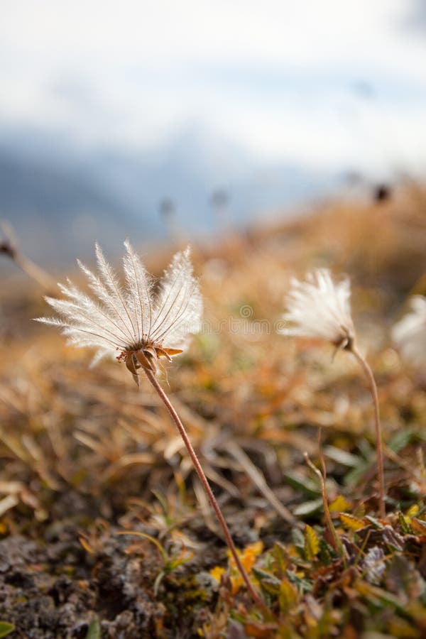 Alpine flora at fall stock photo. Image of macro, fall - 49349440