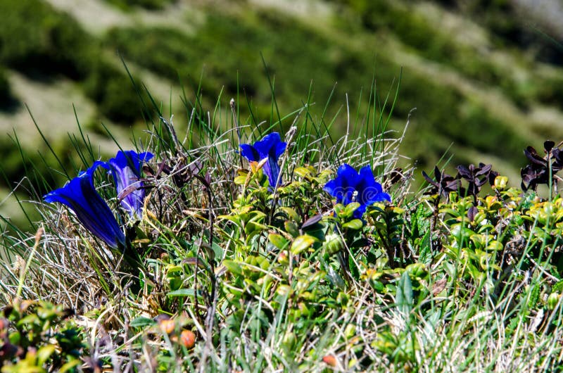 Alpine flower stock photo. Image of flower, medicinal - 96710534