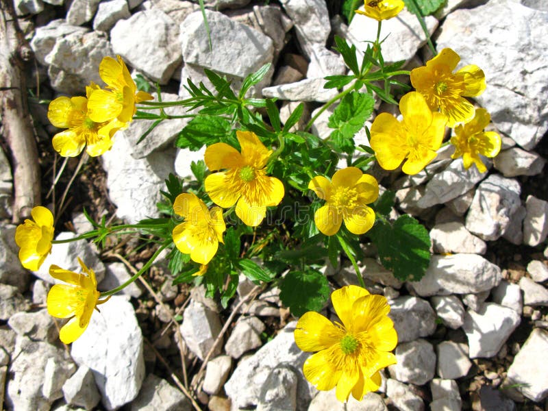 Alpine flowers stock image. Image of grow, macro, bloom - 13684813