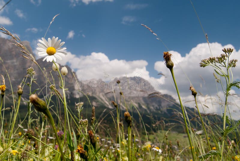Alpine flowers stock photo. Image of italy, nature, alpine - 25657608