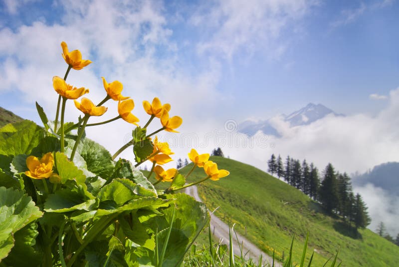 Alpine flowers stock image. Image of switzerland, floral - 27186449