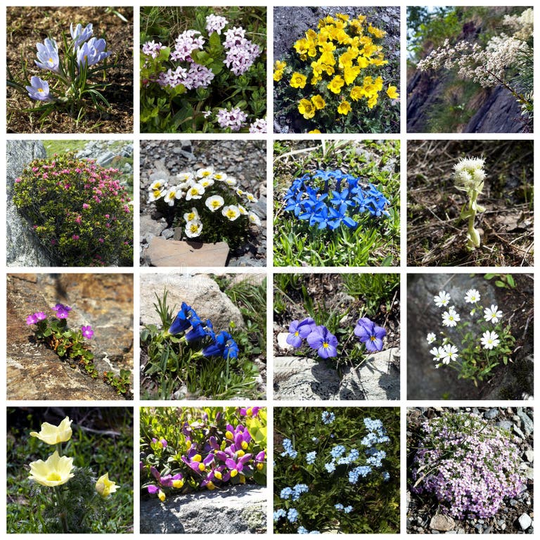 Alpine flowers collage stock image. Image of collage - 19962787