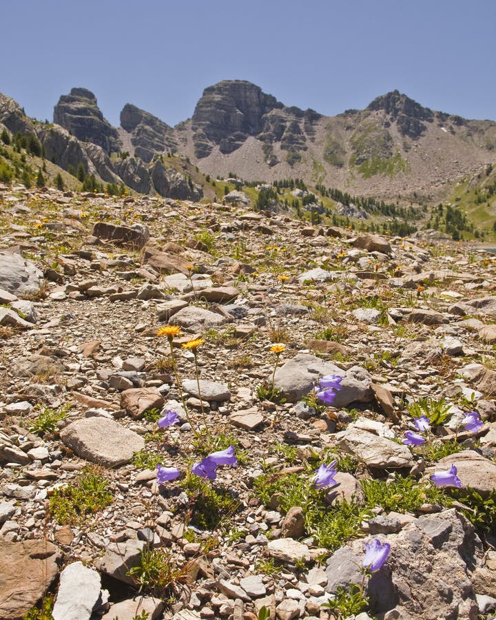 Alpine flowers stock image. Image of landscape, mountain - 33302237