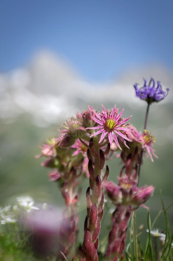 Purple Flowers In The Swiss Alps Picture. Image: 97381838
