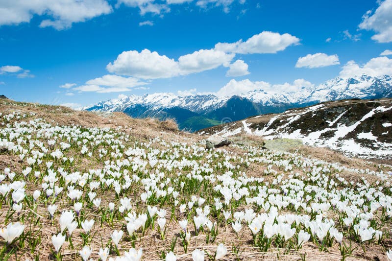 Alpine flowers in spring stock image. Image of flower - 14615295