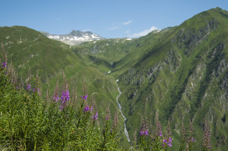 Alpine Flowers in Switzerland Stock Image - Image of grass, scenery ...