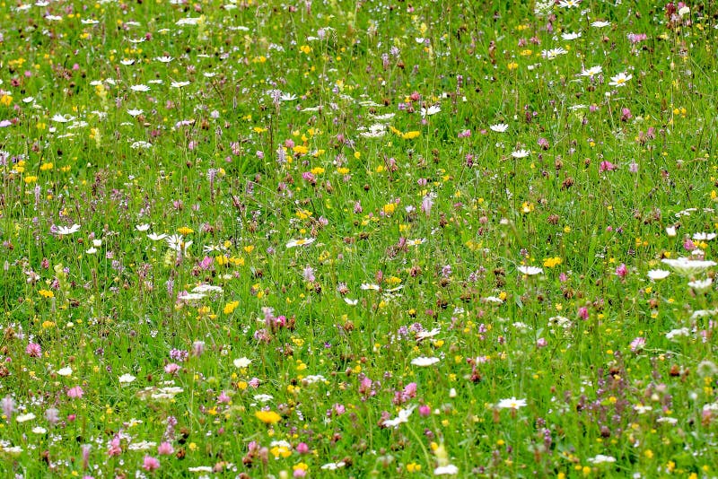 Alpine Flowerscape on Green Grass Stock Photo - Image of mountain ...