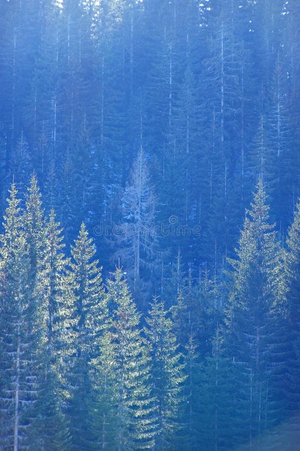 In the alpine forest stock image. Image of nature, walk - 68876375