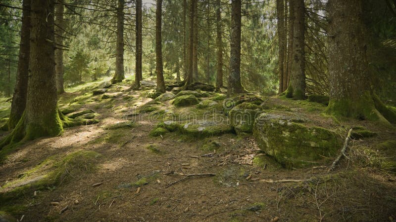 Alpine forest stock photo. Image of morning, branch, nature - 24438792