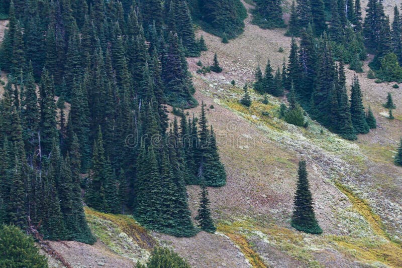 Alpine Forest stock photo. Image of scenery, view, subalpine - 3626040
