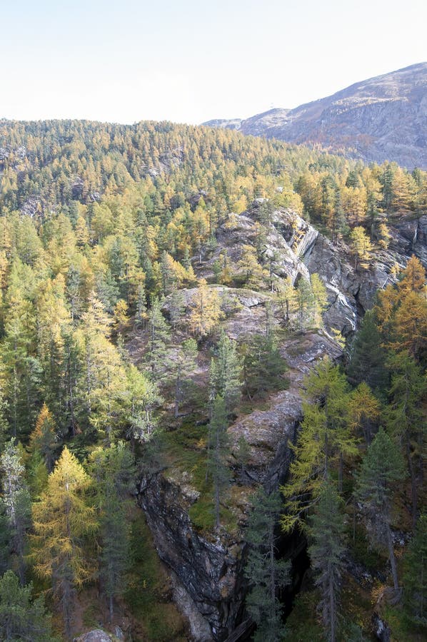 In the alpine forest stock image. Image of nature, walk - 68876375