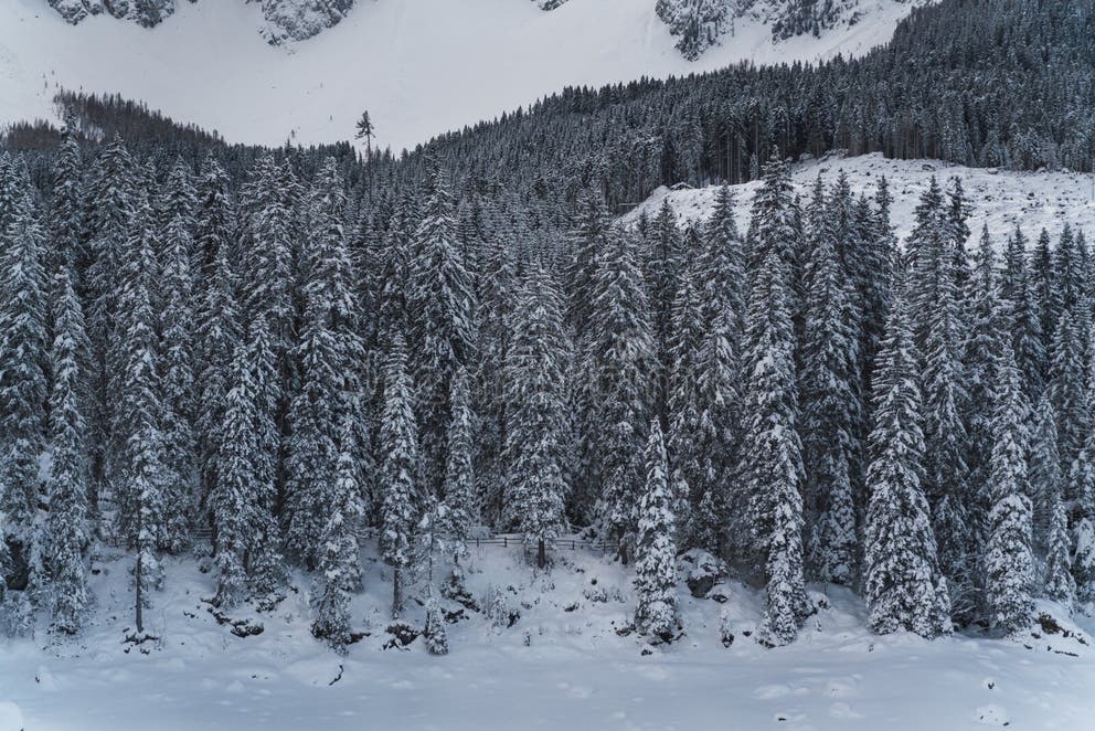 Alpine Forest after a Heavy Snowfall Stock Photo - Image of girl ...