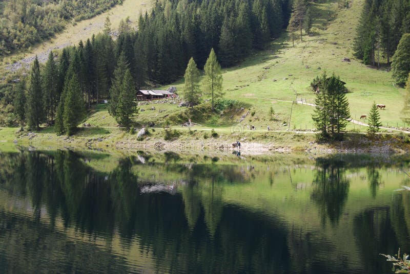 Alpine forest and lake stock image. Image of outdoors - 22098141