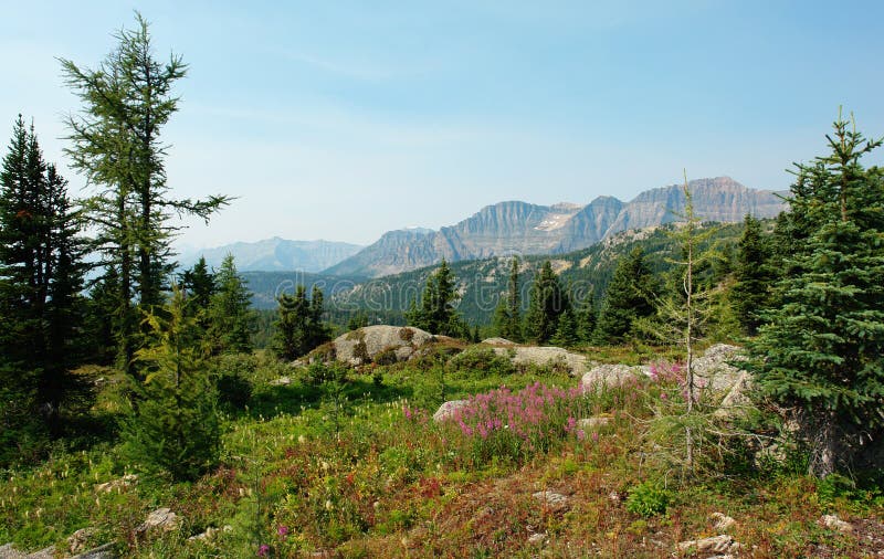 Alpine forest and meadow stock photo. Image of banff, field - 4958586
