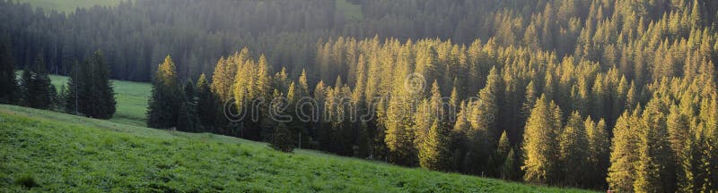 Alpine Forest in Morning Light Stock Photo - Image of quiet, plant ...