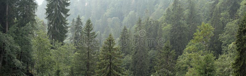 Alpine Forest stock photo. Image of country, rural, environment - 165242970
