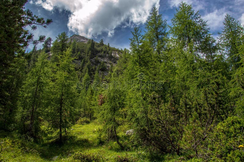 Alpine forest stock image. Image of green, forest, nature - 39168047
