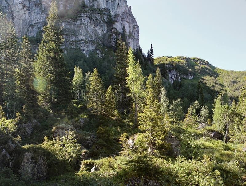 Alpine Forest Trees stock photo. Image of scenery, season - 291326750