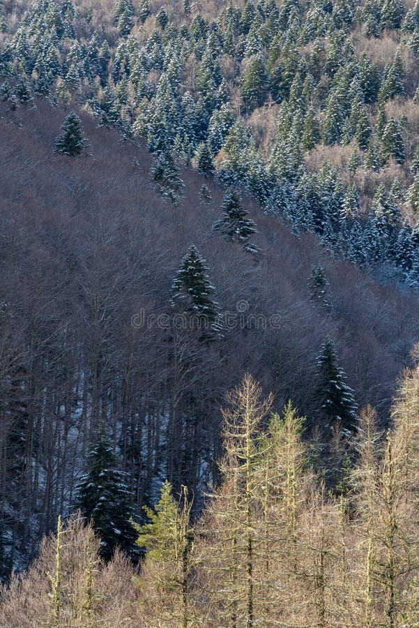 Alpine forest in winter stock photo. Image of peaceful - 190206252