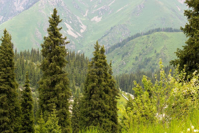 Alpine forests stock image. Image of landscape, beautiful - 25727141