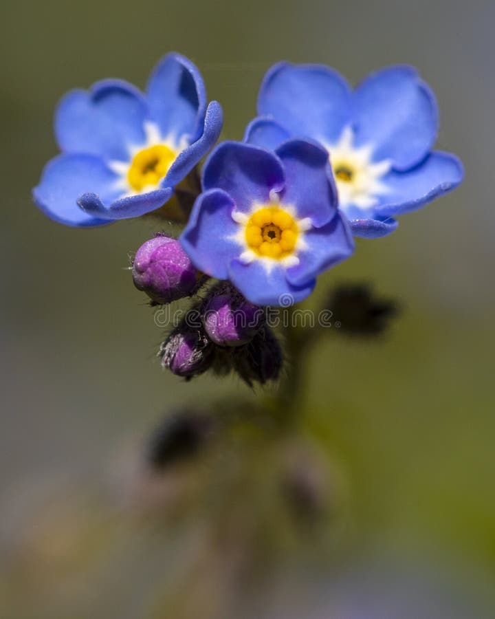 Alpine Forget-me-not Flowers - Myosotis Alpestris Stock Photo - Image ...