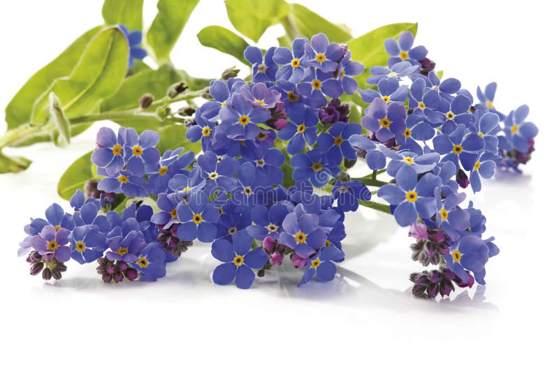 Alpine Forget-me-not on White Background. Stock Photo - Image of ...