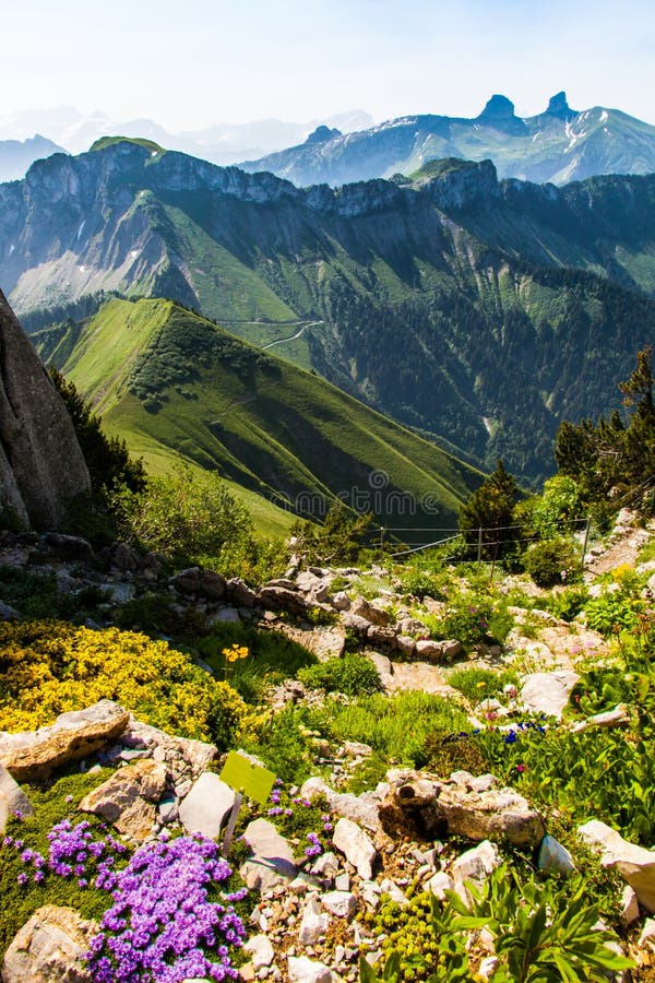 Alpine Garden stock image. Image of mountain, flower - 25541021