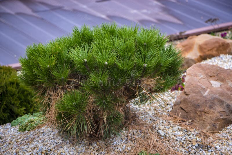 Alpine Garden with Dwarf Conifers Stock Photo - Image of fruiter, green ...