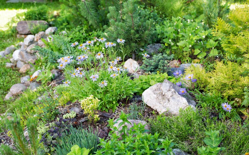 Alpine Garden in Landscape Design Stock Photo - Image of ornamental ...