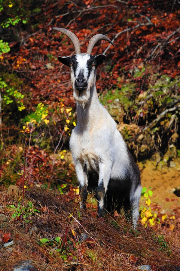 Alpine goat stock photo. Image of domestic, goat, alpine - 21983116