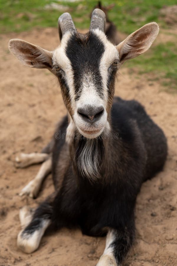 Alpine Goat with a Beard Looks at the Camera. Funny Animal Portrait ...