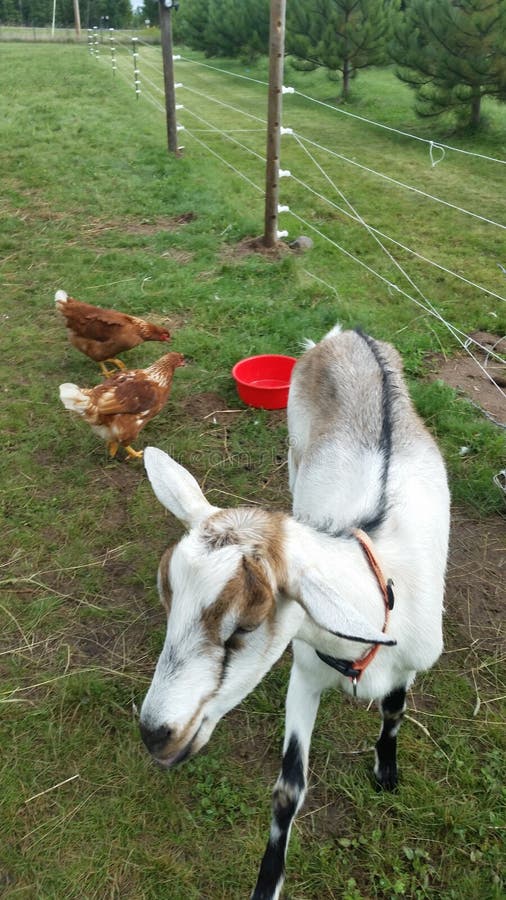 Alpine goat stock image. Image of alpine, barn, white - 102514439