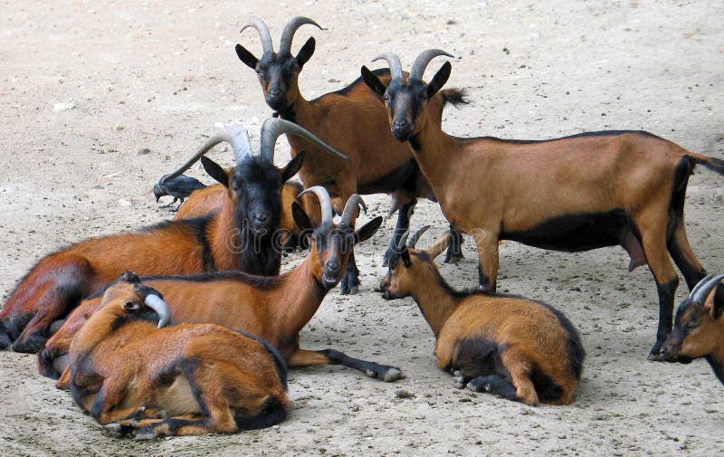 Alpine Goat (Capra Aegagrus Hircus) Stock Photo - Image of rock ...