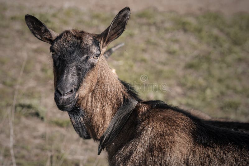 Alpine goat on grazing stock photo. Image of head, animal - 145424056