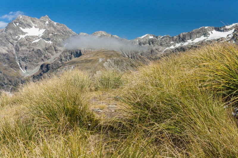 Alpine Tussock Growing on Slopes of Paparoa Ranges, South Island, New ...