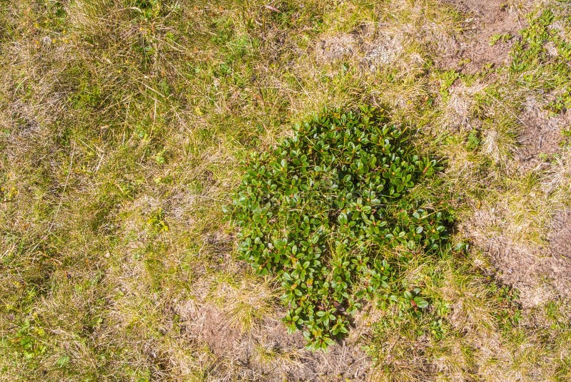 Alpine Grass on the Top of the Mountain, at Natural Park Bucegi ...