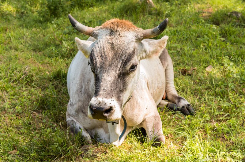 Alpine Gray Cow Resting in a Green Pasture Meadow Stock Photo - Image ...
