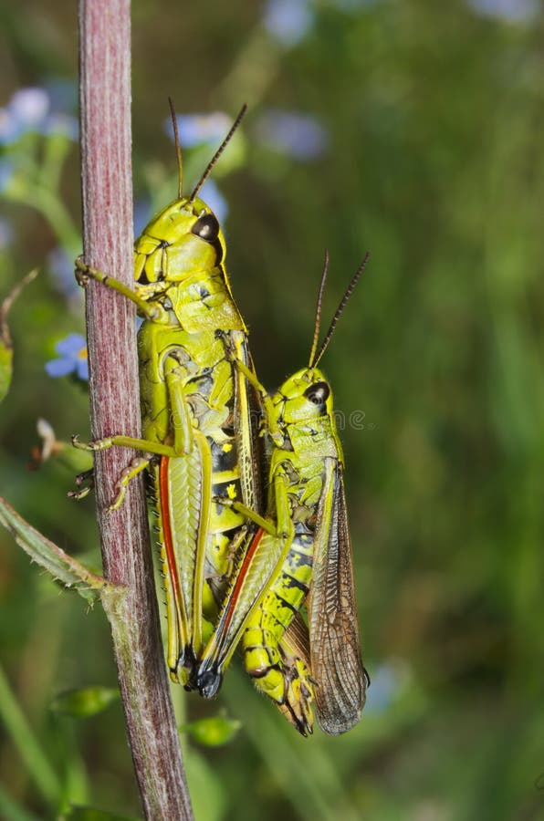 Alpine Green Grasshopper Coupling Stock Photo - Image of alps, coupling ...