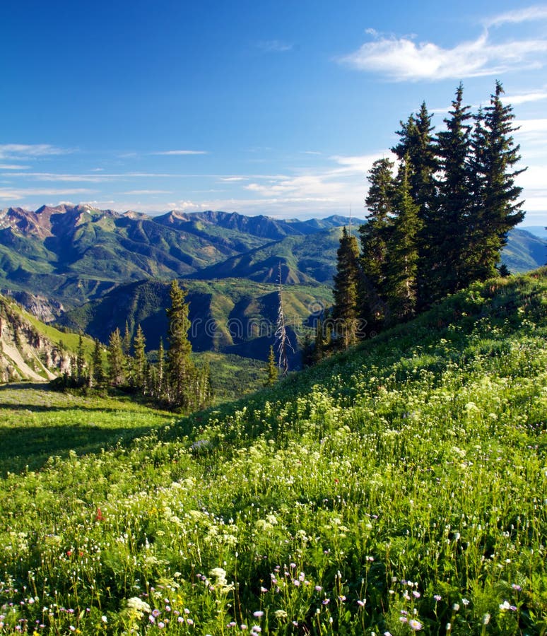 Alpine Greenery stock image. Image of timpanogoos, states - 21804093