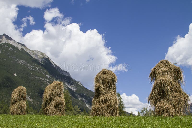 Alpine hay dry stock photo. Image of agrobusiness, traditional - 42885050